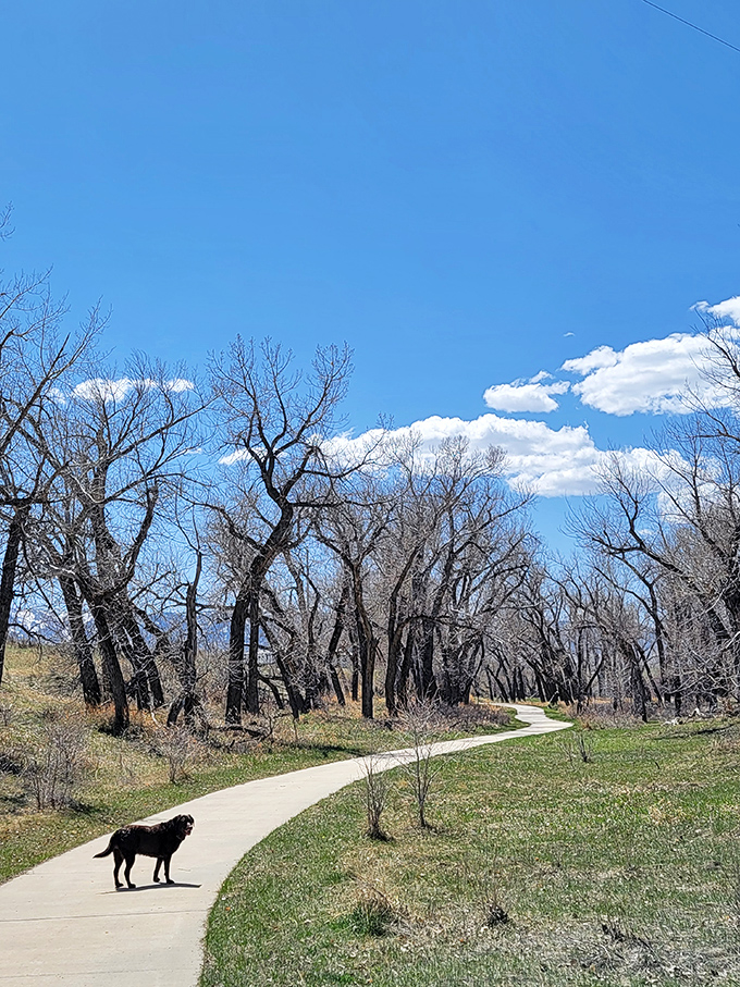 "Nature's red carpet awaits! This winding path through bare trees is like a scene from a whimsical Tim Burton film."