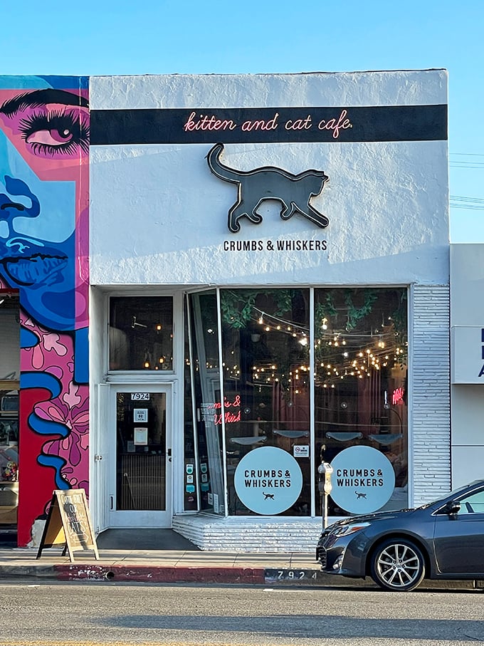Welcome to the Purr-adise! Crumbs & Whiskers beckons with its sleek facade and promise of feline fun. It's like Disneyland for cat lovers, minus the long lines and overpriced mouse ears.