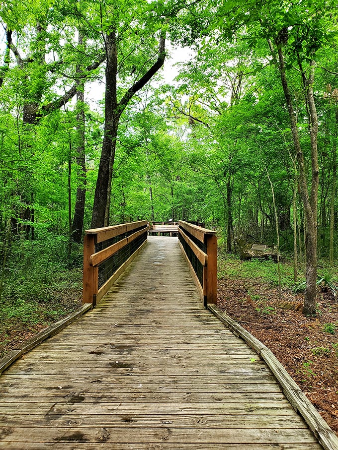 A wooden bridge to wonderland! This lush green canopy feels like nature's own air conditioning system.