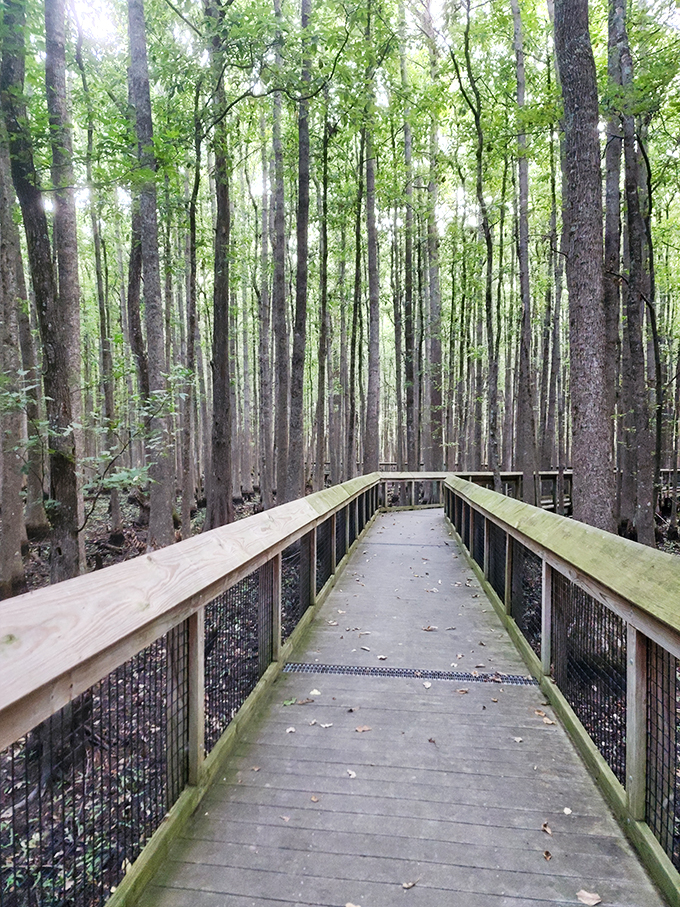 Welcome to nature's VIP lounge! This boardwalk through the swamp is like a red carpet for adventurers, minus the paparazzi and plus a few curious critters.