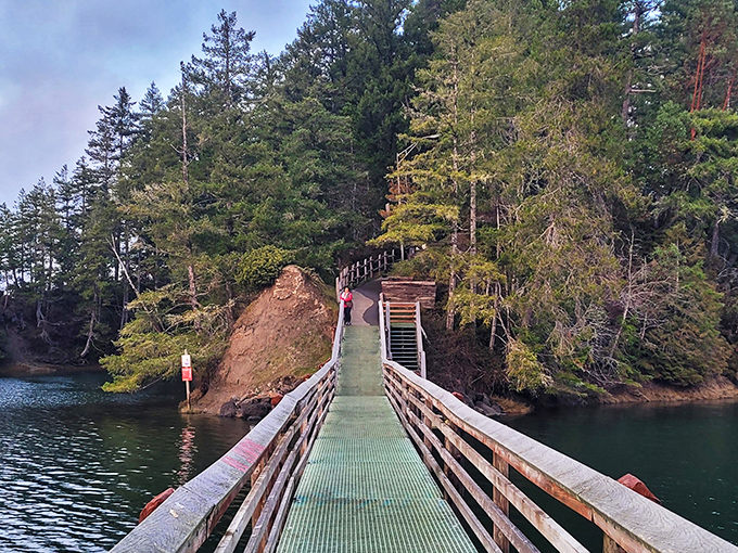 Nature's mirror: Jarrell Cove's tranquil waters reflect towering evergreens, creating a scene Bob Ross would've loved to paint.