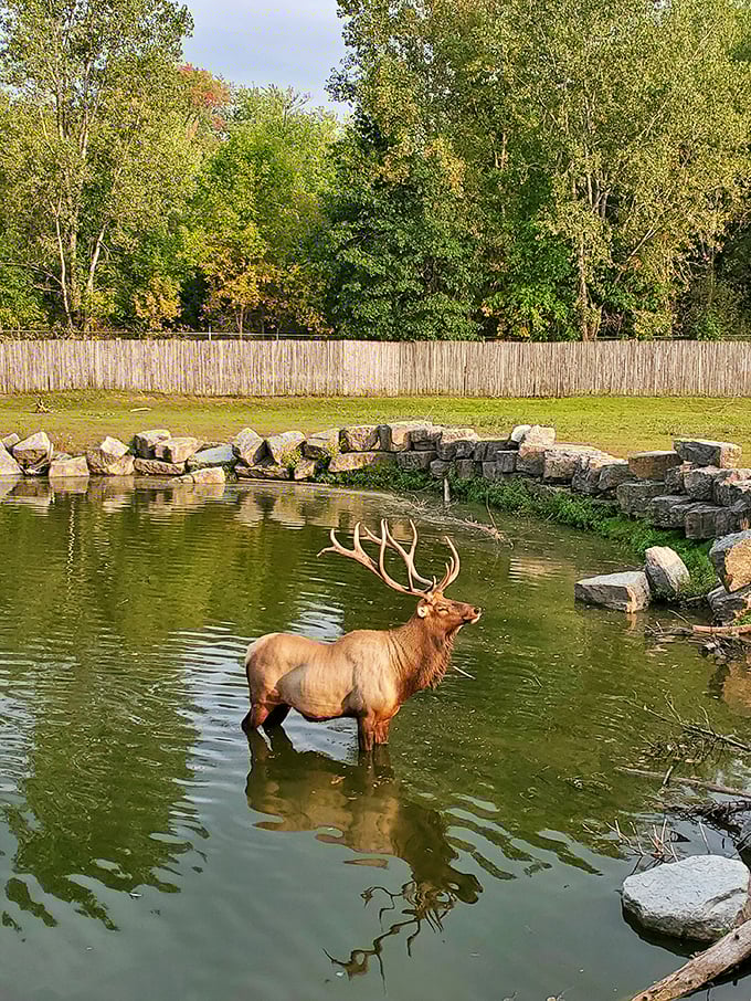 Majestic and poised, this elk is living his best life. He's got 99 problems, but a rack ain't one. 