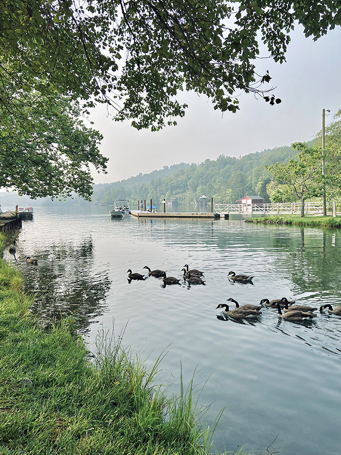 Misty mornings and wooden wonders! This dock isn't just a path to the lake; it's a gateway to serenity. Who needs a spa when you've got this view?