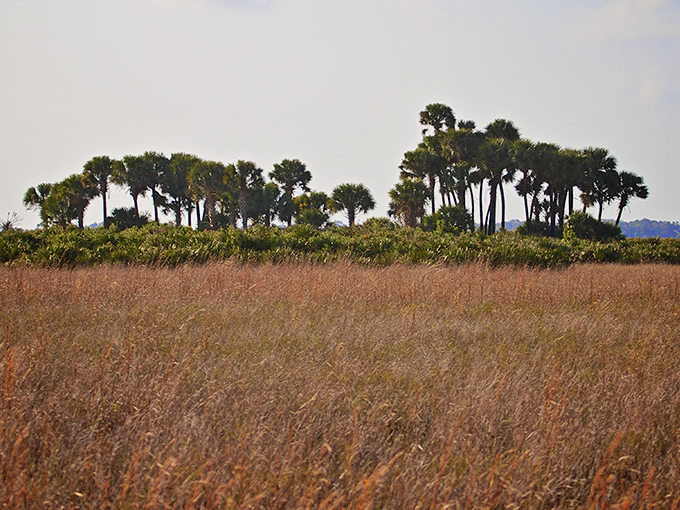 Nature's own canvas: Swaying grasses paint the foreground while a cluster of palm trees stands tall, like Florida's version of Stonehenge.