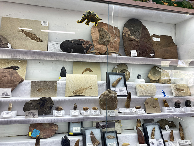 "Life, uh, finds a way." This prehistoric sea creature looks like it swam right out of a Spielberg movie and into a display case.