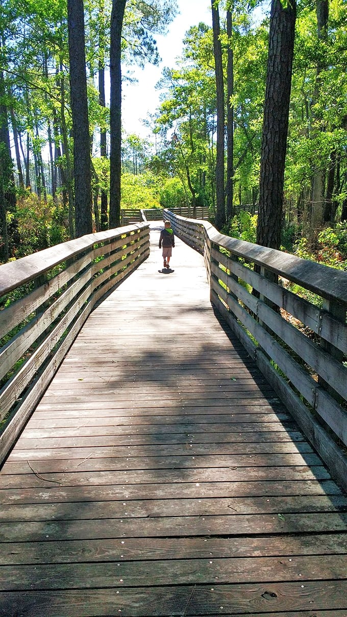 This boardwalk isn't just a path; it's a journey through a Floridian forest. It's like "The Lord of the Rings," but with more sunscreen and fewer orcs.