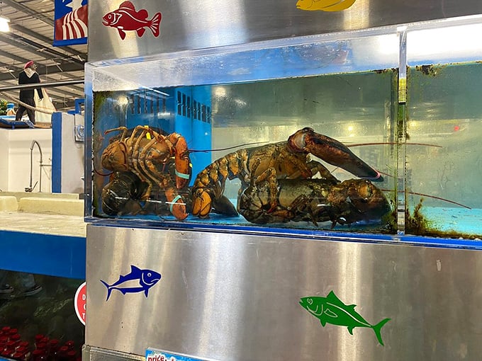 These lobsters are so lively, I'm half expecting them to break into a chorus line from "The Little Mermaid."