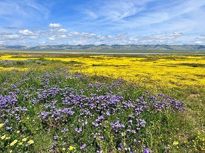 Purple mountains' majesty? How about purple and yellow plains' spectacle! America the Beautiful indeed.