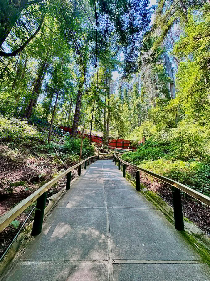 The path to enlightenment... or confusion? This paved trail leads you deeper into the heart of the Mystery Spot.