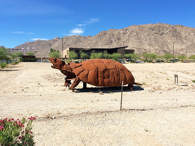 The desert's very own VIP &ndash; Very Important Tortoise. This guy looks like he's been hitting the gym, pumping iron&hellip; or should we say, pumping minerals?