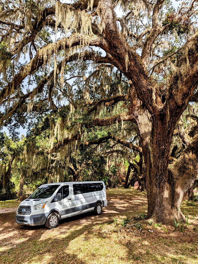 "Tour van": Even the tour vans get VIP parking under these grand old trees. It's like a drive-in theater for history buffs!