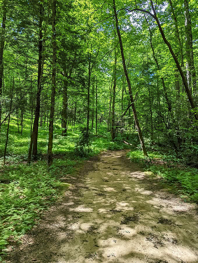 The forest trail beckons like a green carpet rolled out by Mother Nature herself. Time to channel your inner Thoreau and get walking!