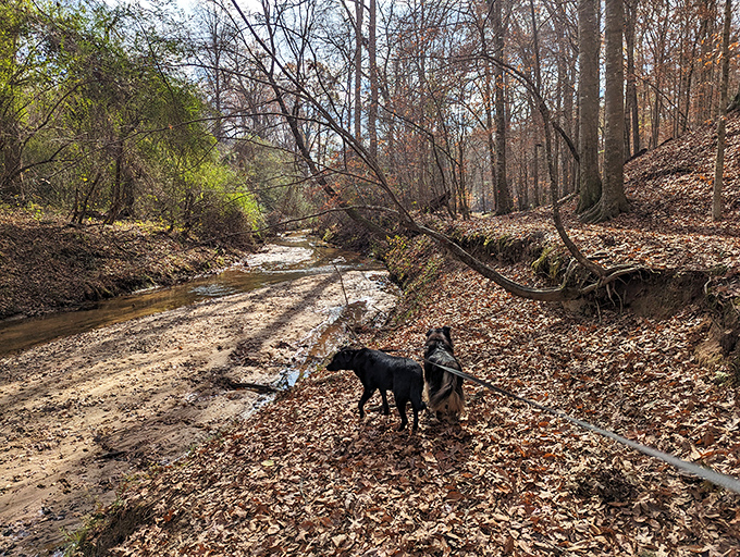 Who let the dogs out? Apparently, these pups' owners did, for a tail-wagging good time on this leaf-strewn trail.