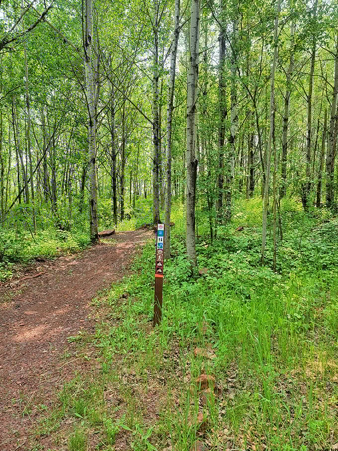 Nature's gym awaits on this inviting trail. Who needs a treadmill when you've got this green cathedral of birch trees calling your name?