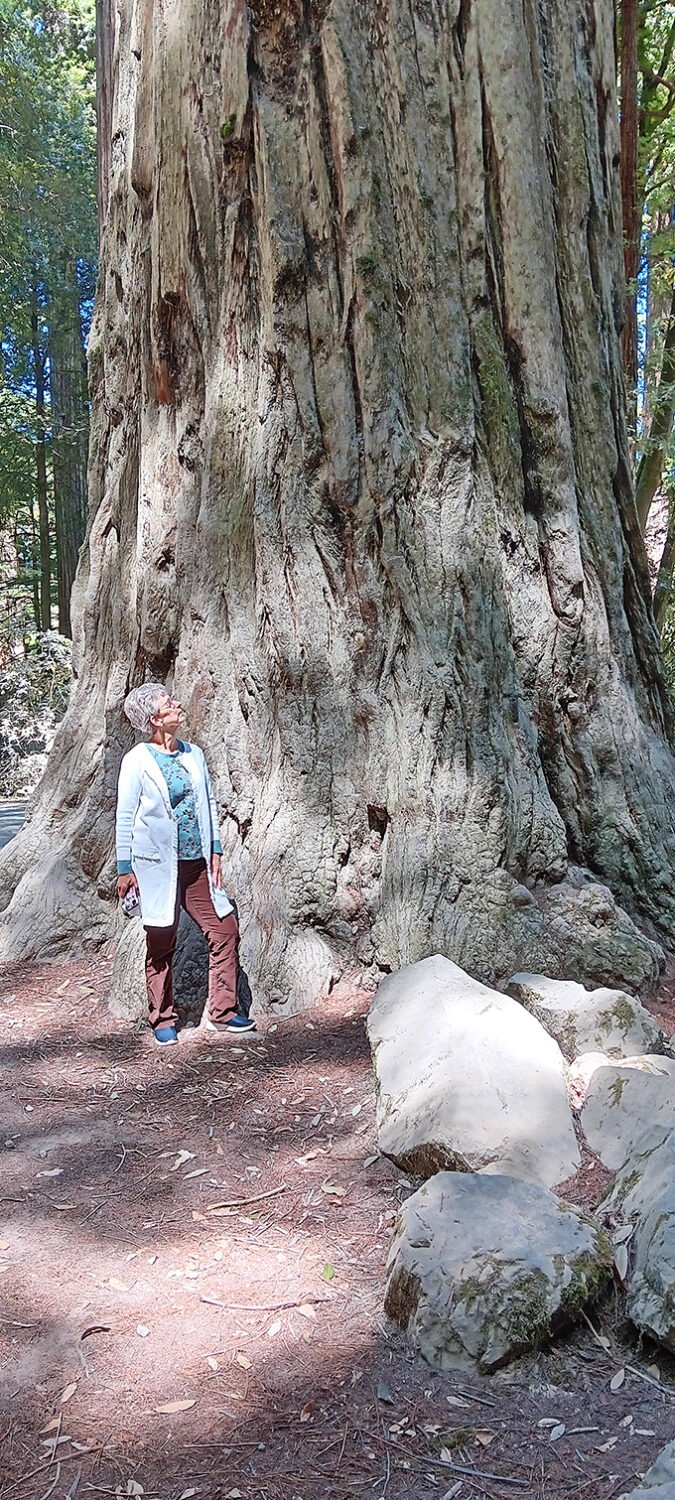 "Fee-fi-fo-fum, I smell the wonder of redwood fun!" This visitor gives us a sense of scale that makes you feel like Jack in the beanstalk.