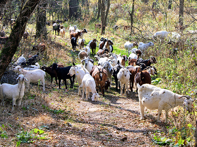 Who let the goats out? This caprine crew is living their best life, turning New Ulm's wilderness into an all-you-can-eat buffet.
