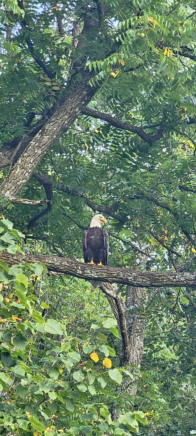 Eagle-eyed visitors might spot this majestic resident. In Lanesboro, even the wildlife knows how to strike a pose!