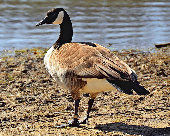 "Honk if you love Kickapoo!" This Canada goose is clearly the park's unofficial greeter, strutting its stuff for all to admire.