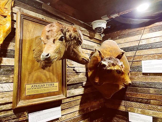 Who knew tigers came from Africa? This quirky exhibit proves that in the world of oddities, even mislabeled taxidermy finds a loving home.