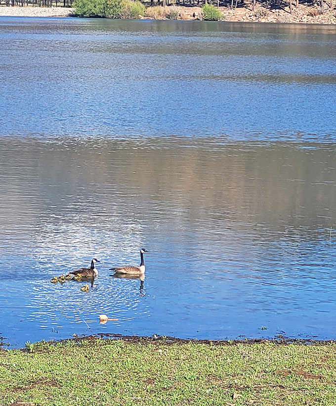 Bird watching at Morphy Lake offers a peaceful alternative to scrolling through your feed.