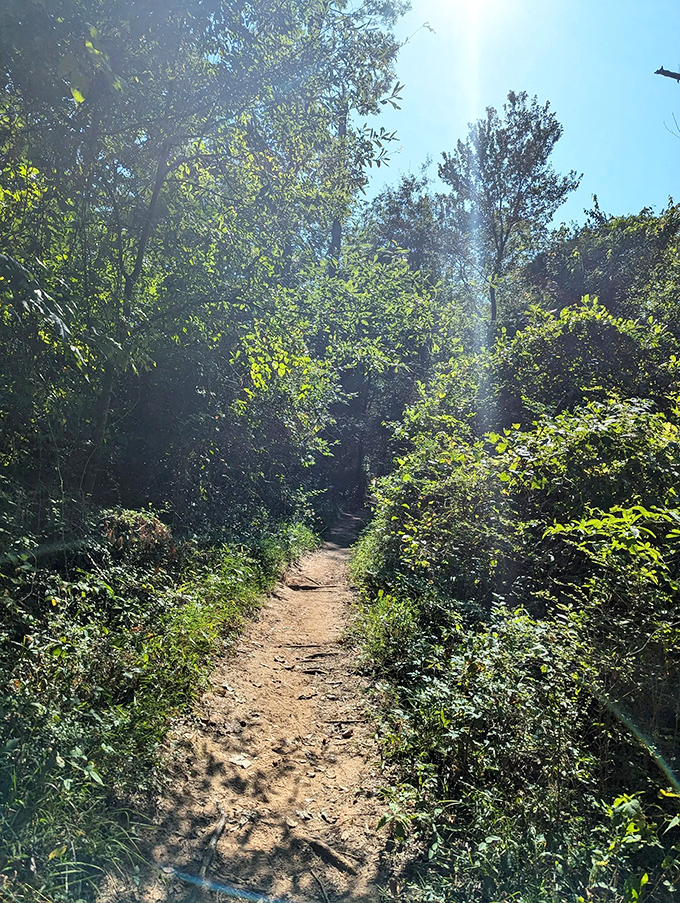 The path less taken... for good reason? This overgrown trail promises an intimate encounter with nature and perhaps a few unexpected friends.
