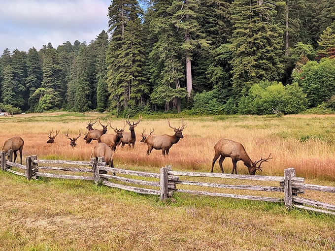 Elk-cellent photo op! These majestic creatures are posing like they're auditioning for the next Disney nature documentary.
