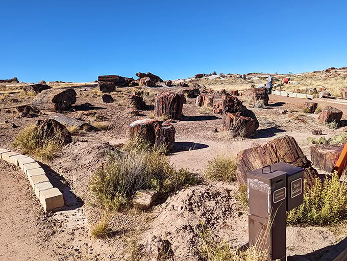 Tree trunk or treasure chest? These petrified giants are nature's way of saying, "I bedazzled before it was cool."