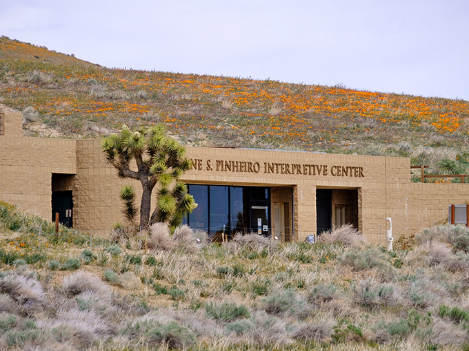 Even the visitor center gets in on the act! This building blends seamlessly into the landscape, like a poppy-loving chameleon.