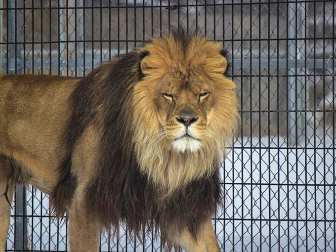 The king of the jungle looks like he's practicing his Blue Steel. Someone call Zoolander, we've found his spirit animal!
