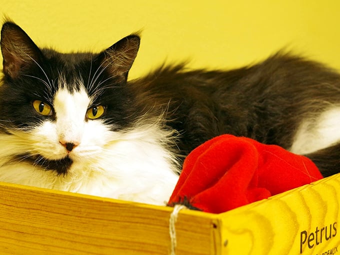 Meet Mulberry, the feline wine connoisseur. This cat knows the difference between Petrus and pet food.