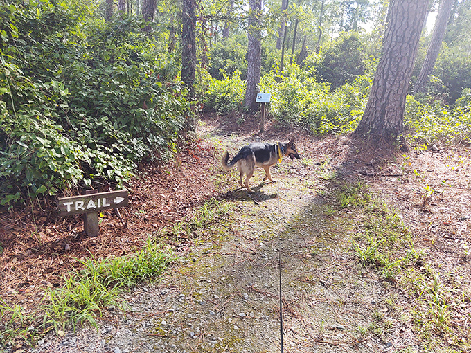 Who let the dogs out? Singletary Lake did! This pup-friendly trail is like a doggy Disneyland, complete with squirrels instead of Mickey Mouse.