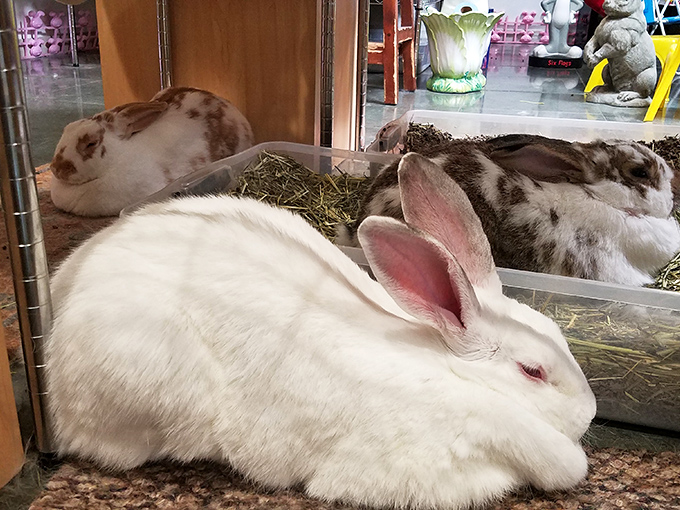 The VIPs (Very Important Pets) of the museum! These real-life bunnies seem unimpressed by their celebrity status.