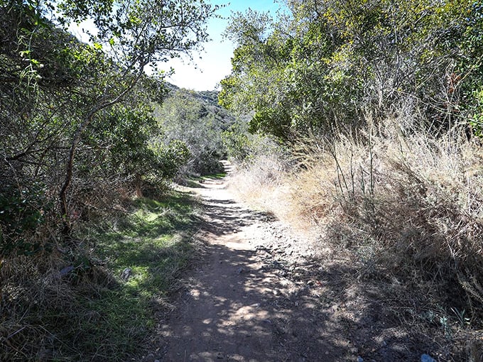 Trail mix: Catalina's hiking paths offer a choose-your-own-adventure through pristine wilderness. Just watch out for sneaky selfie-taking bison.