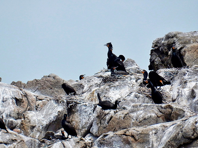 Seabirds' social hour on the rocks. It's like a feathered version of "Cheers," where everybody knows your squawk.