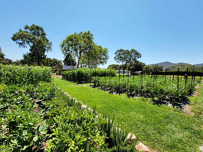The French Laundry's garden: Where veggies go to live out their farm-to-table dreams. Kale yeah, it's impressive!