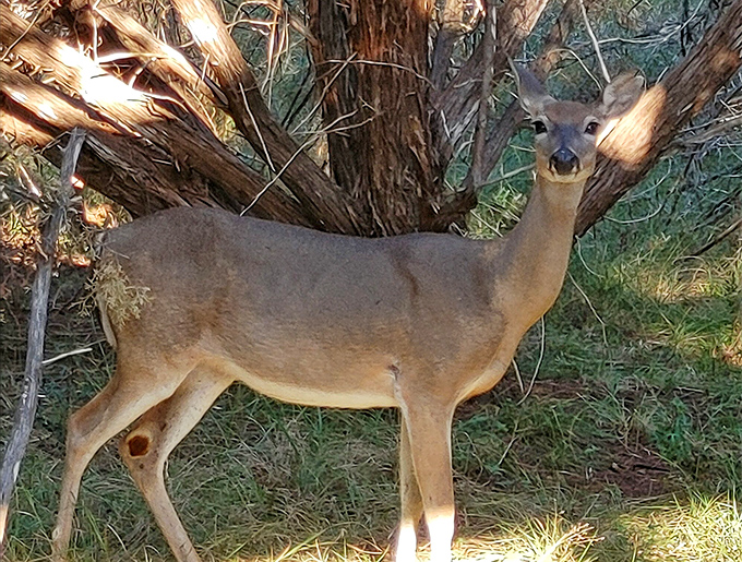 Deer me, what a sight! This curious creature is the park's own welcoming committee. No handshakes, just adorable stares.