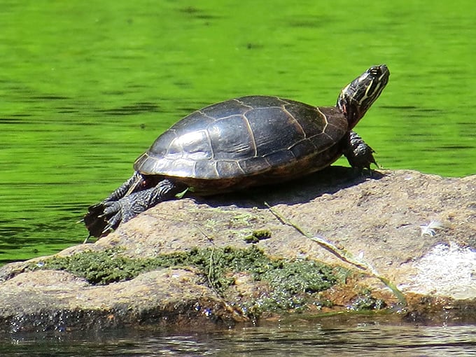 Turtle power! This little guy's sunbathing game is stronger than most humans'. Shell yeah!