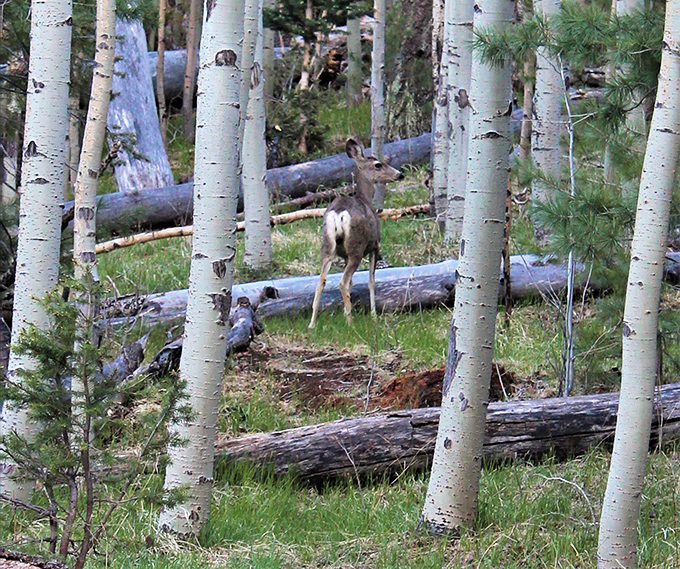 Wildlife spotting: Level Expert! This deer's giving us serious Bambi vibes, minus the tragic backstory. Nature's own reality show!