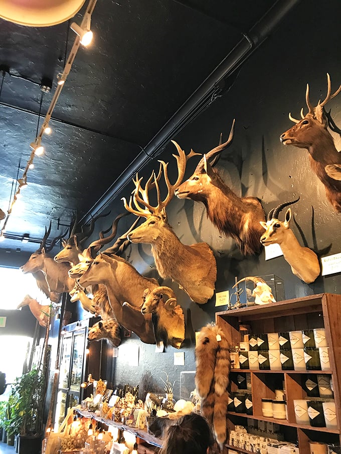 Oh deer, what a sight! This impressive collection of antlers might make you wonder if Santa's reindeer had a wild night out.