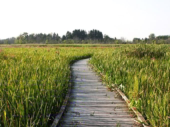 Nature's balance beam: This boardwalk through the reeds is like a tightrope walk for your senses. No circus skills required!