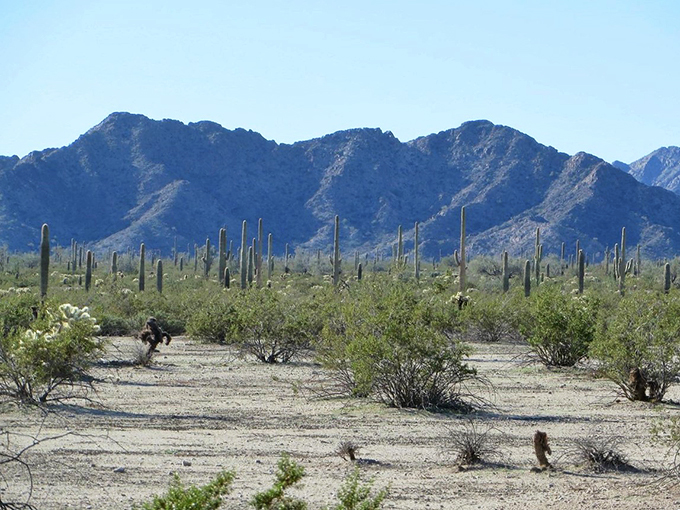 "Cacti convention in session." A field of saguaros stretches as far as the eye can see, like a prickly parliament discussing desert affairs. No ties required.
