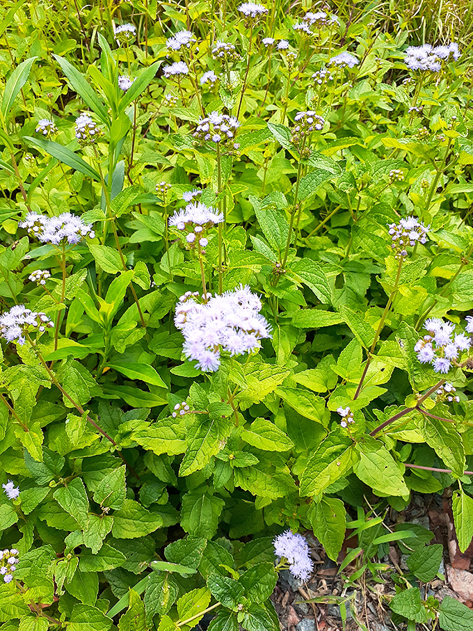 Nature's own fireworks display: These delicate blooms add a touch of whimsy to the forest floor. No earplugs necessary for this show!