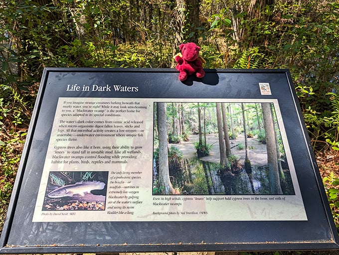 Life in Dark Waters: Where fish are the new smartphone addicts, always glowing in the dark. Evolution's got jokes, folks.