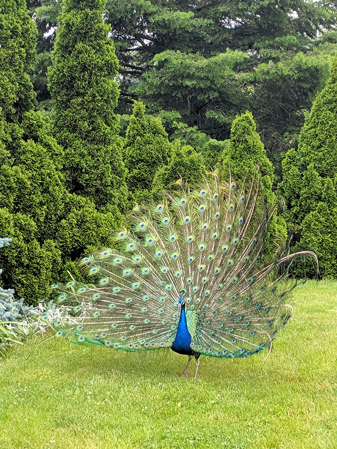 Meet the real star of Kingwood &ndash; this peacock's got more swagger than a rockstar at a garden party.