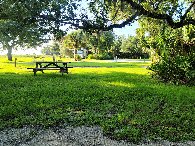 Picnic perfection: Where squirrels might judge your sandwich choices, but the trees will keep your secrets.