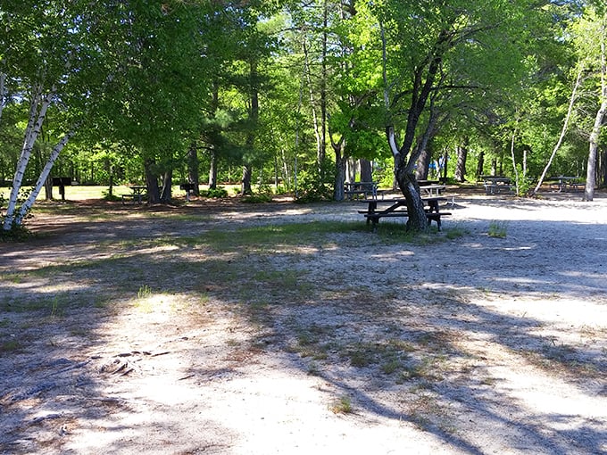 "Picnic tables in paradise: where squirrels envy your lunch spot." Dappled sunlight and forest whispers create the perfect ambiance for al fresco dining.