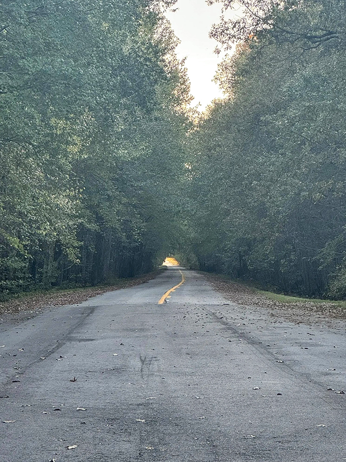 The road less traveled? More like the road more awesome! This tree tunnel is nature's way of saying, "You're going the right way, kid."
