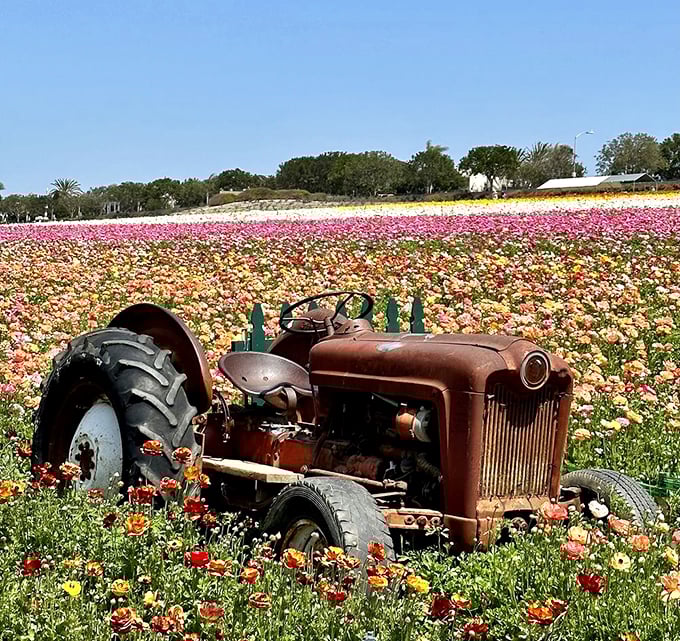 This vintage tractor, surrounded by a sea of blooms, is the agricultural equivalent of a ship in a bottle. A rustic time capsule in a floral ocean.