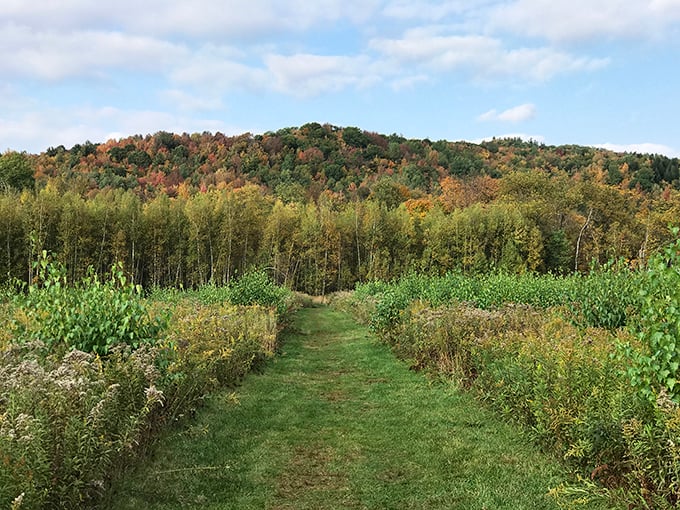 Autumn's paintbrush has been busy here! This trail is nature's red carpet, rolling out a warm welcome to leaf-peepers and forest bathers alike.