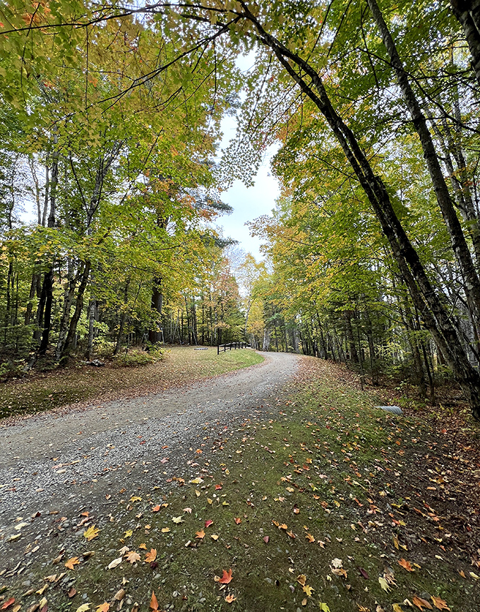 Autumn's red carpet: Nature's own fashion show, where every leaf is dressed to impress.